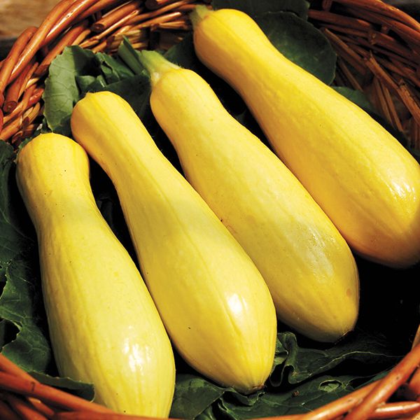 Guide to Yellow Squash – Blazer Cookbook